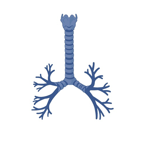 Resp Cell Atlas - Home